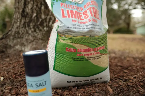 Salt Damaged Plants; how to help plants recover | Simply Living NC