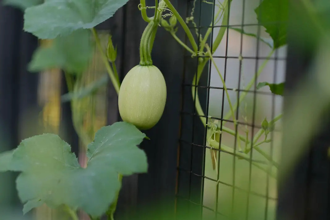 Spaghetti Squash; Small Wonder Winter Squash, How to Harvest, Bake ...