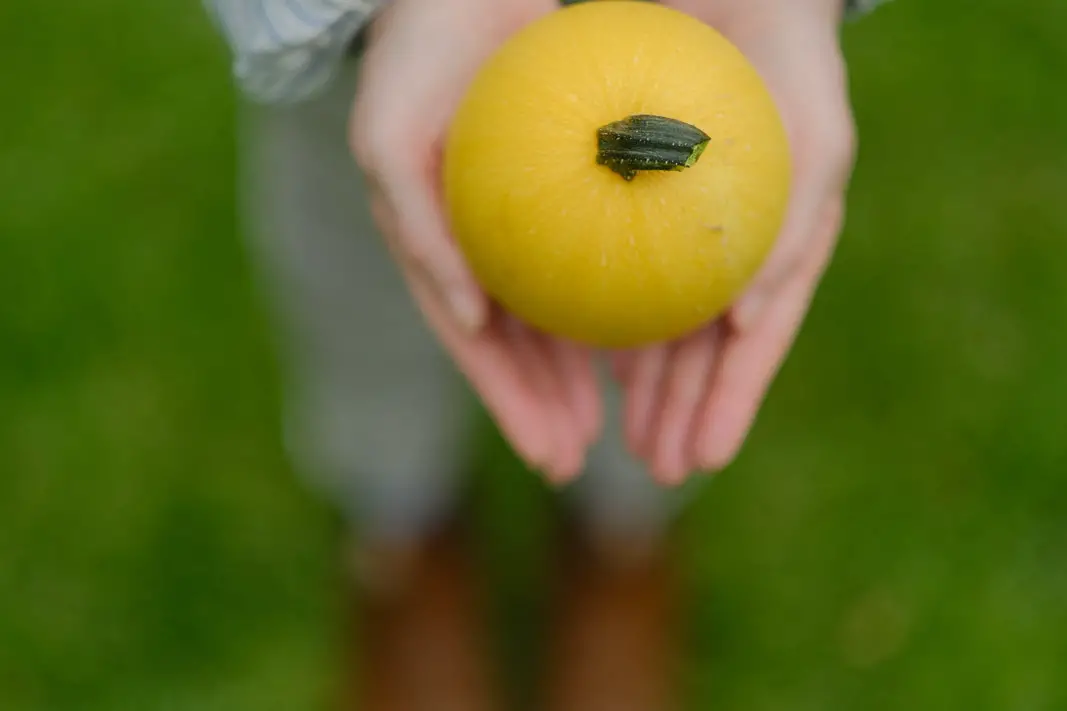 Spaghetti Squash; Small Wonder Winter Squash, How to Harvest, Bake ...