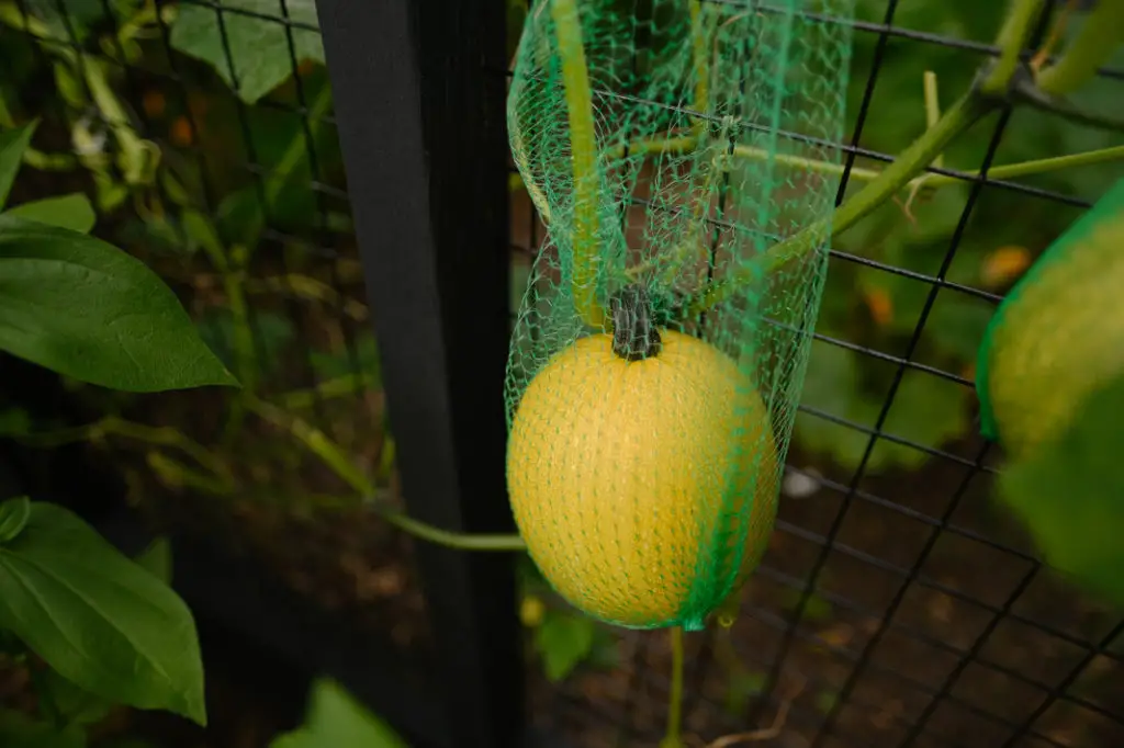 Spaghetti Squash; Small Wonder Winter Squash, How to Harvest, Bake ...