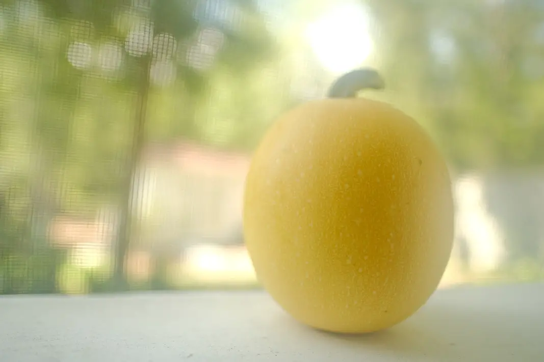 Spaghetti Squash; Small Wonder Winter Squash, How to Harvest, Bake ...