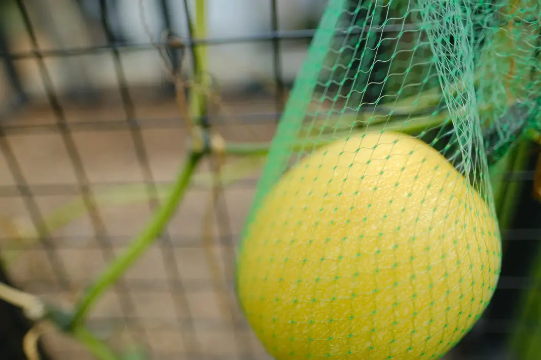 Spaghetti Squash; Small Wonder Winter Squash, How to Harvest, Bake ...